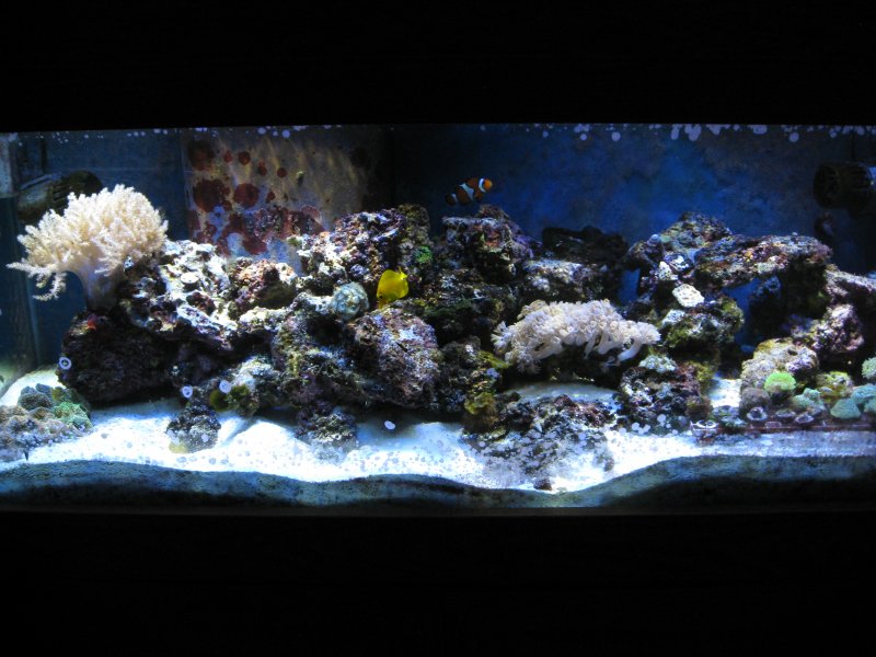 DIY LED + DIY Arduino Typhon | Page 2 | Atlanta Reef Club