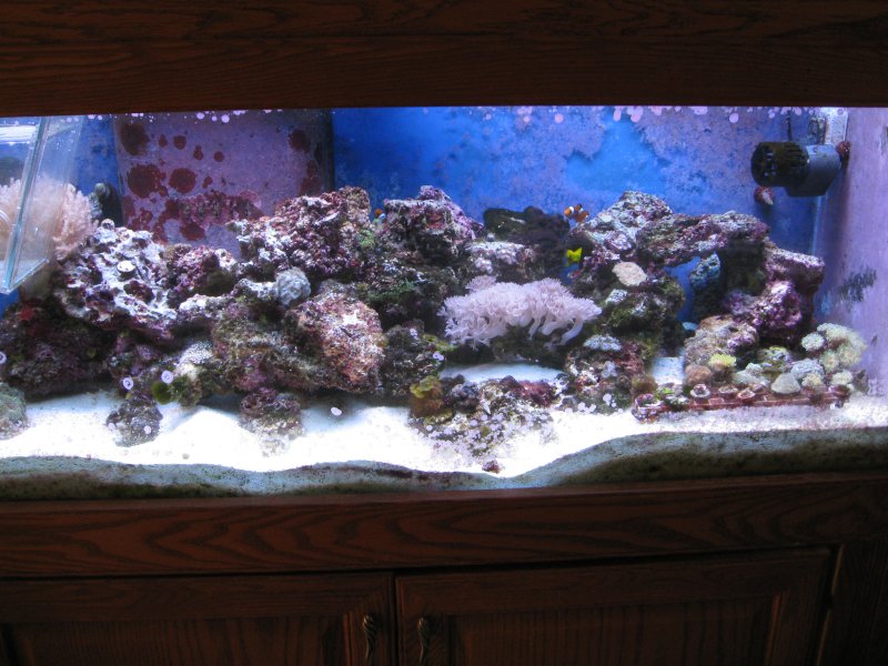 DIY LED + DIY Arduino Typhon | Page 2 | Atlanta Reef Club